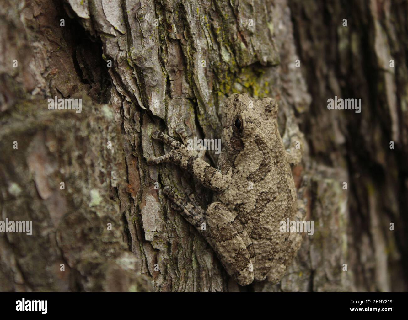 Gray Tree Frog Hyla chrysoscelis on pine tree in East Texas Stock Photo ...