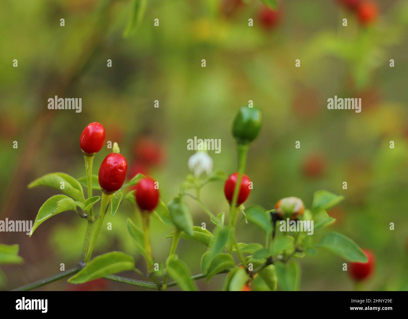 Native Pepper of Texas Chiltepin Pepper Capsicum annuum var ...