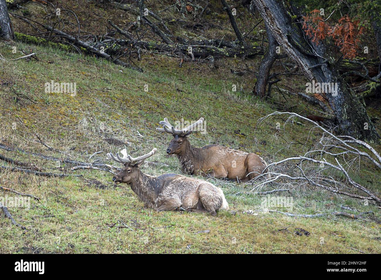 Two Elk lay in the grass in the northern part of Yellowstone National ...