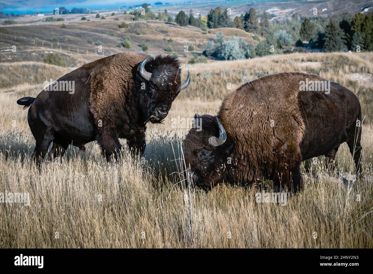 American bison and fighting hi-res stock photography and images - Alamy