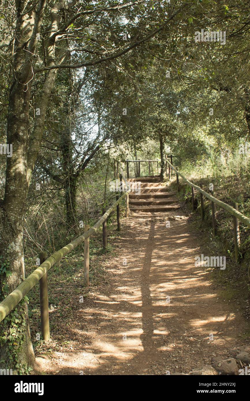 wooden ladder through the forest with handrail Stock Photo - Alamy