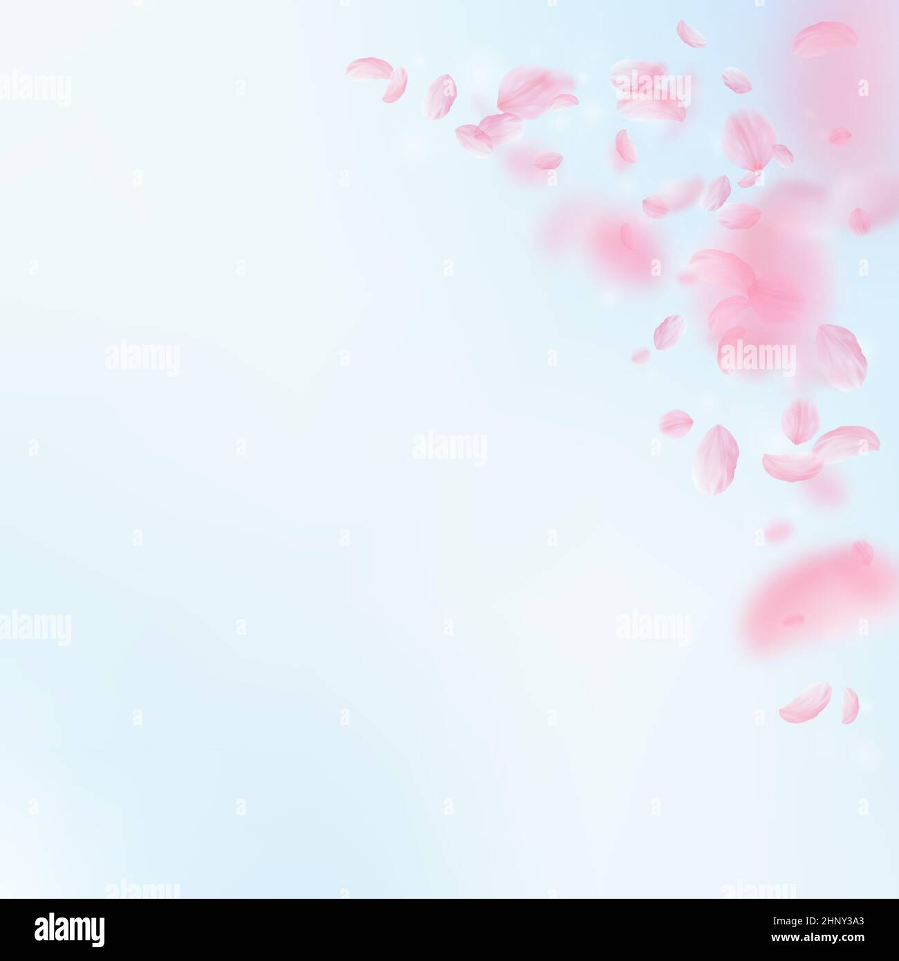 Sakura petals falling down. Romantic pink flowers corner. Flying petals ...