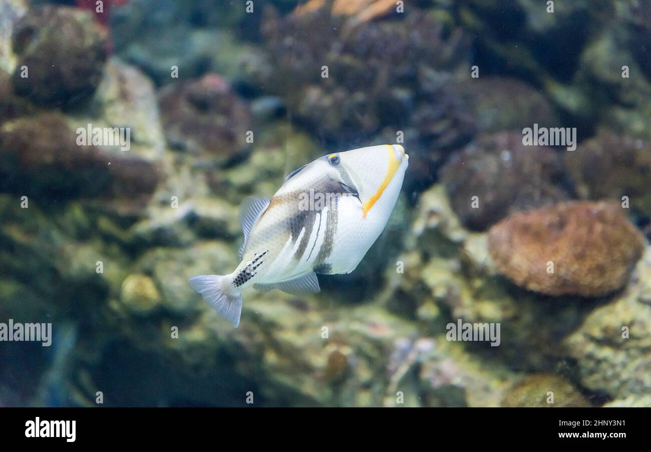 Closeup of a Rhinecanthus aculeatus, commonly known as Picasso Triggerfish or Lagoon Triggerfish ...