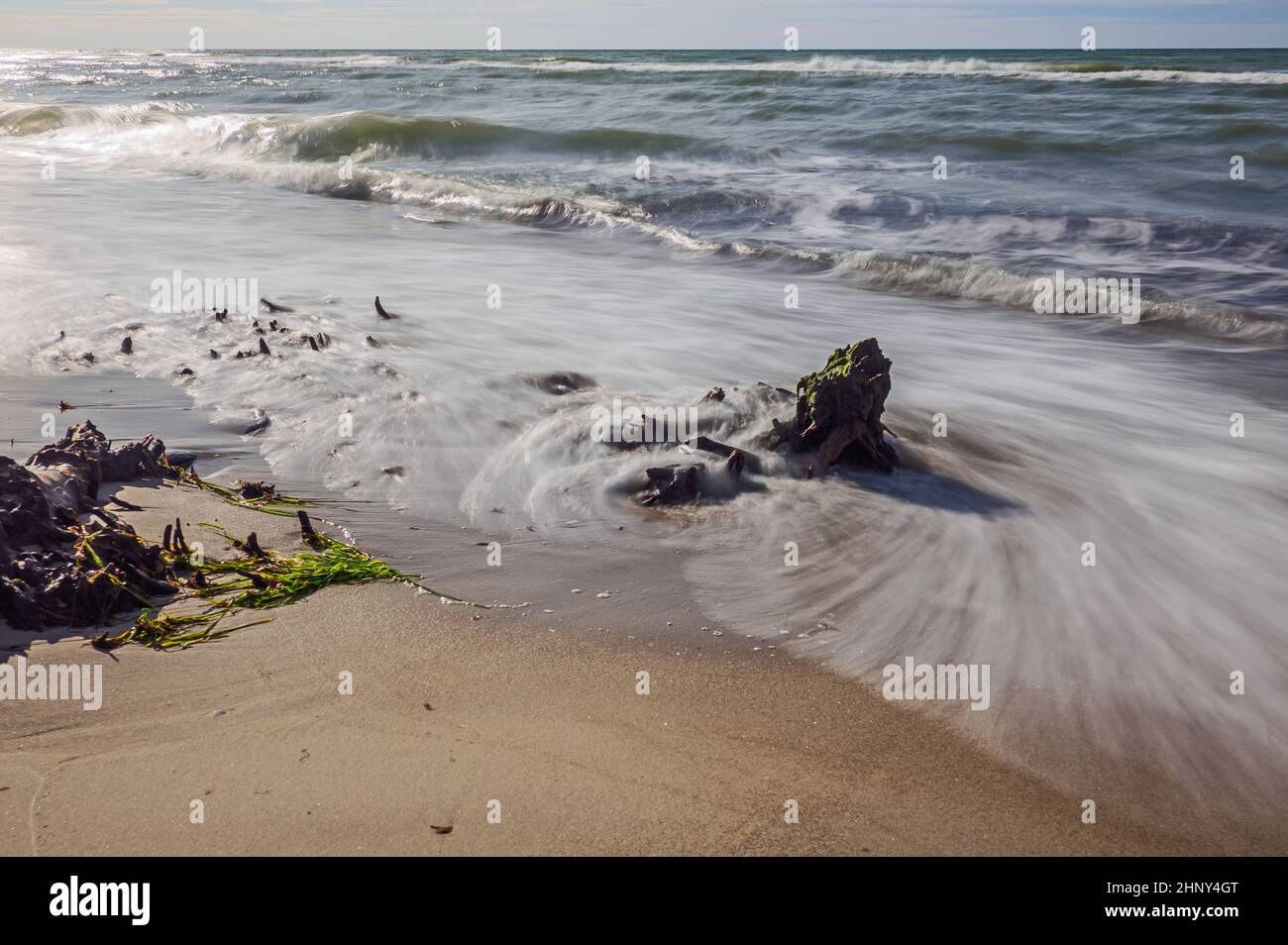 Dead tree root in the surf Stock Photo - Alamy
