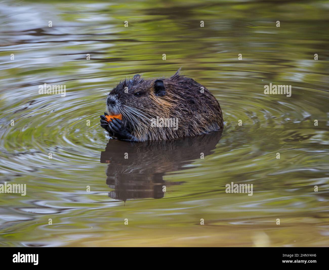 Beaver eating carrot hi-res stock photography and images - Alamy