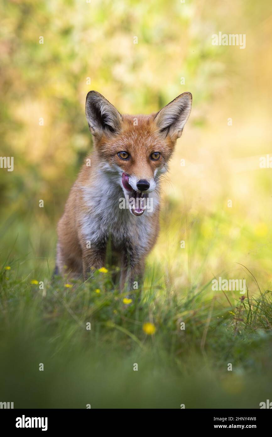 Adult red fox, vulpes vulpes, standing in shadow and licking open mouth with white teeth ...