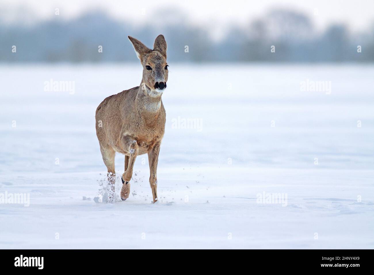 Roe deer Capreolus capreolus in winter. Female deer doe deer with snowy ...