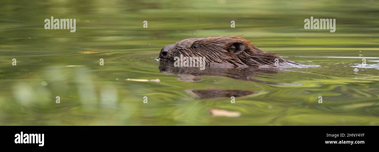 Eurasian beaver, castor fiber, swimming in water in springtime nature ...