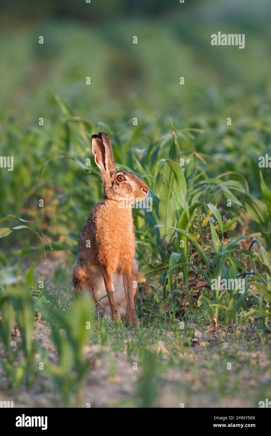 European brown hare, Lepus europaeus at down. Wild animal on corn field ...