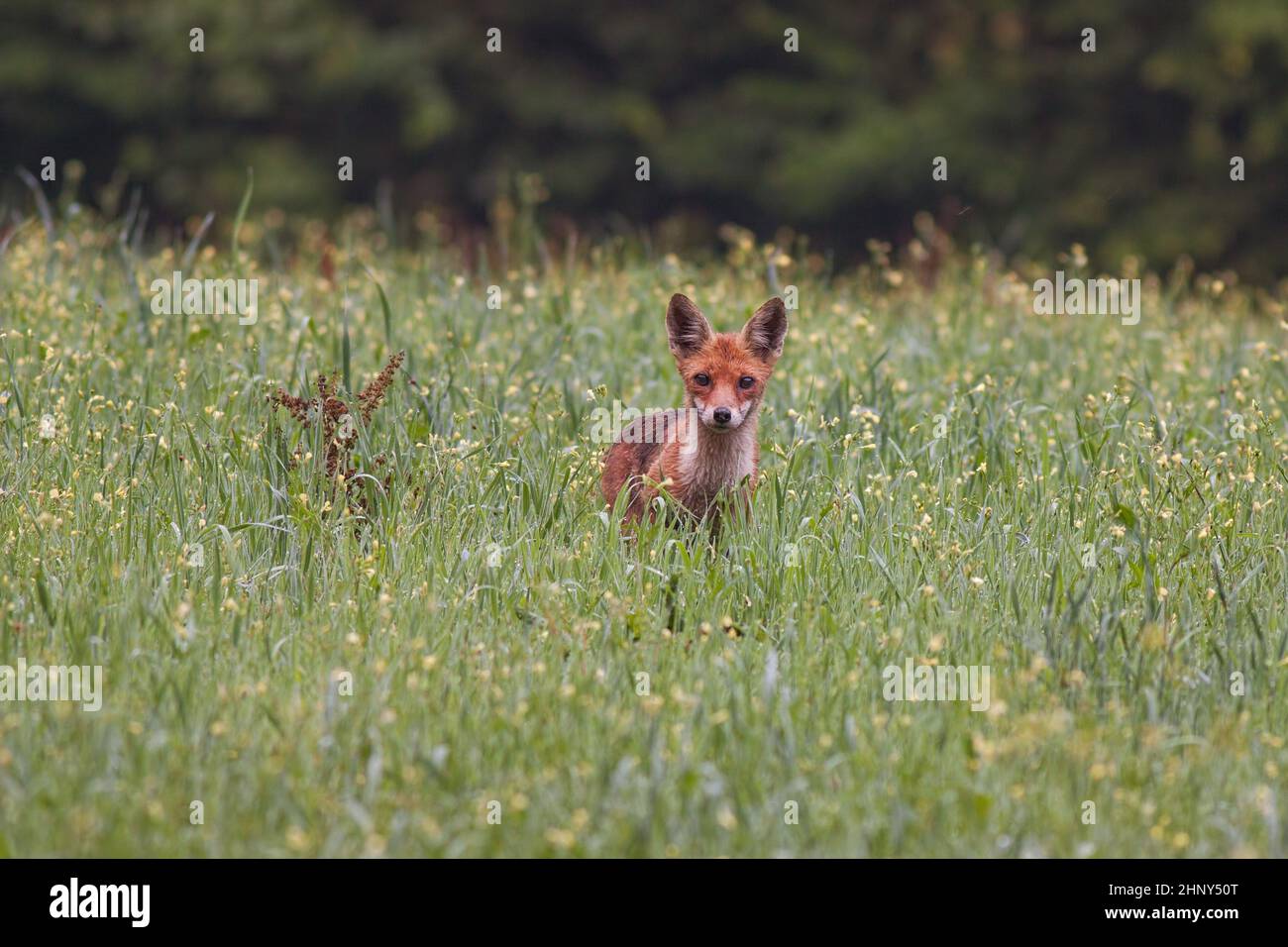 Juvenile red fox hi-res stock photography and images - Alamy
