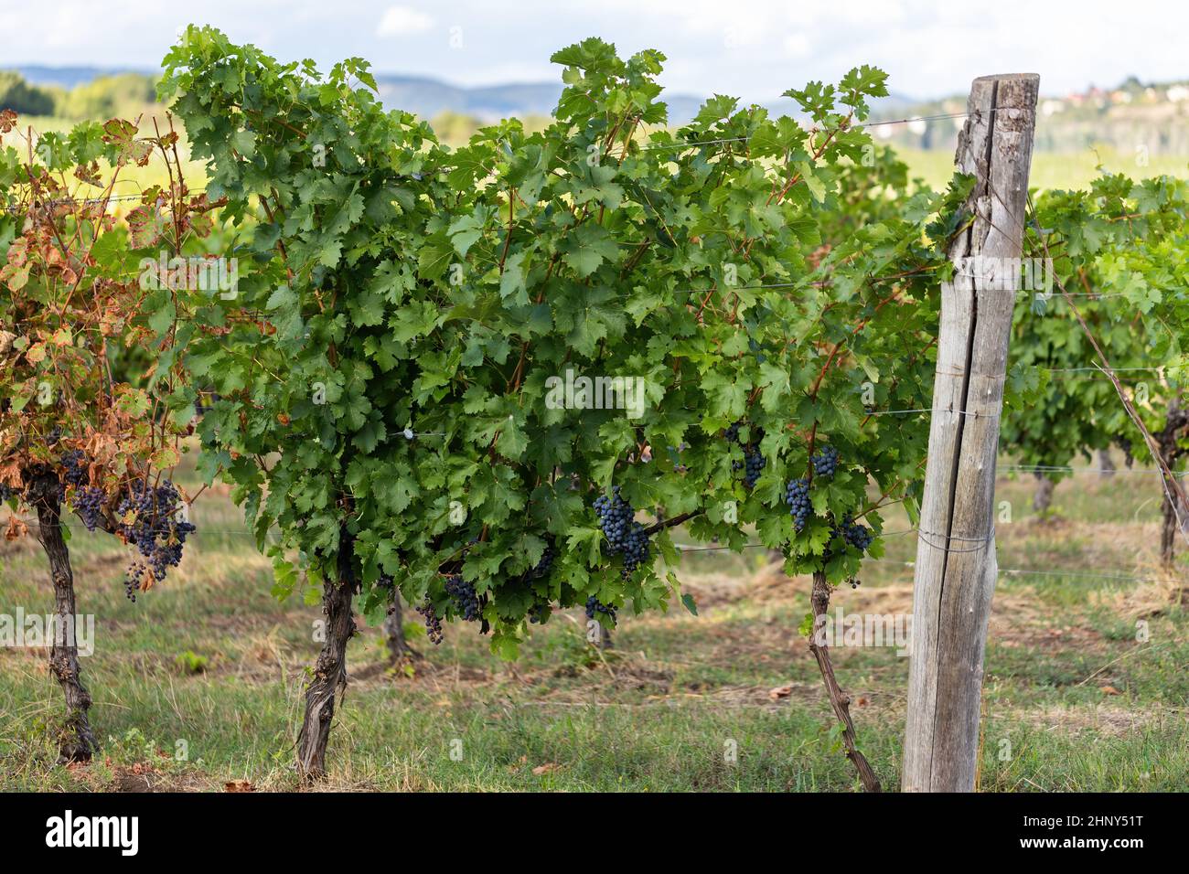 Wine orchard ready for harvesting in winery area in summer. Fresh growth grapes growing on bushy ...