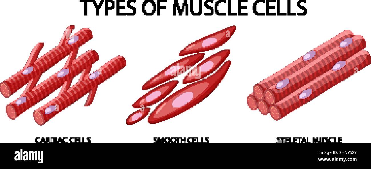 Type of muscle cells on white background illustration Stock Vector ...
