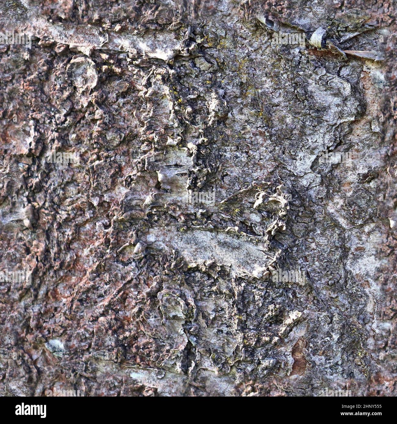 Photo realistic seamless texture pattern of tree bark in high ...