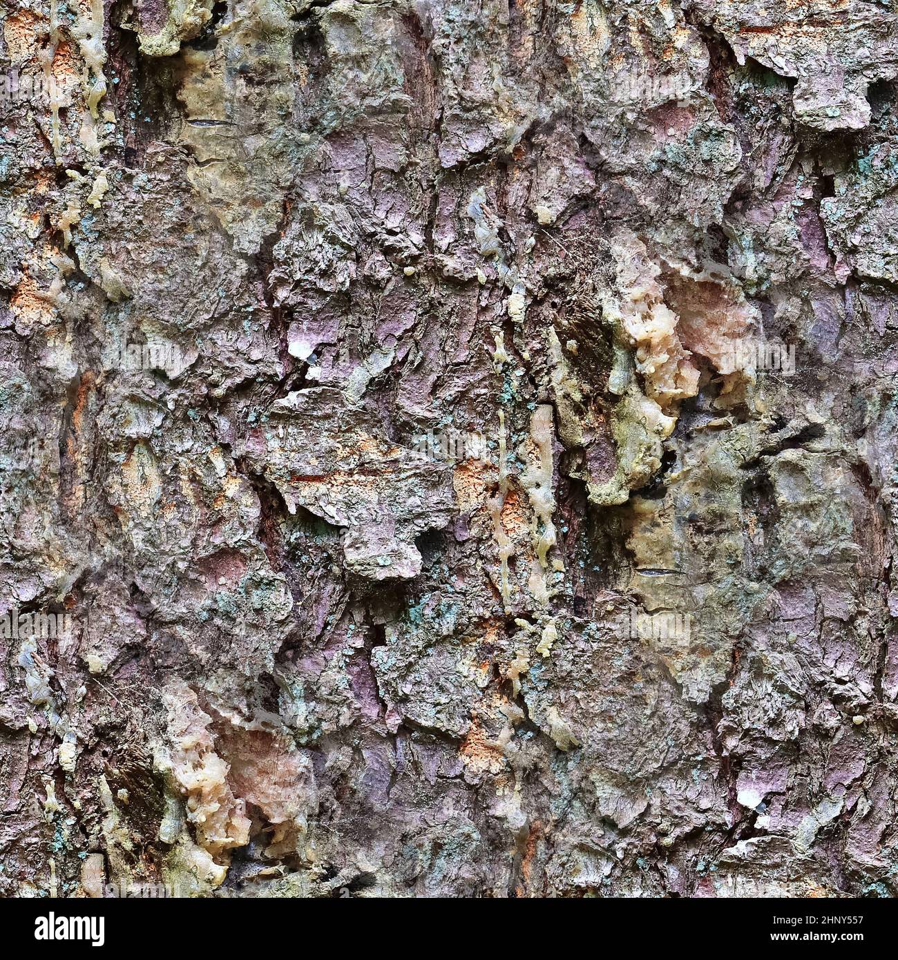 Photo realistic seamless texture pattern of tree bark in high ...