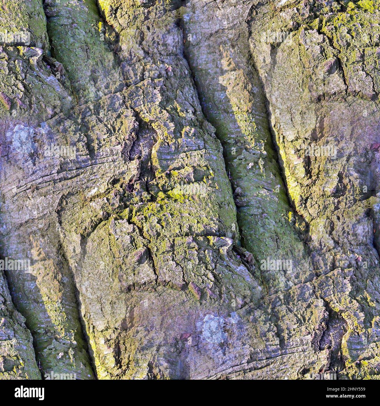 Photo realistic seamless texture pattern of tree bark in high ...