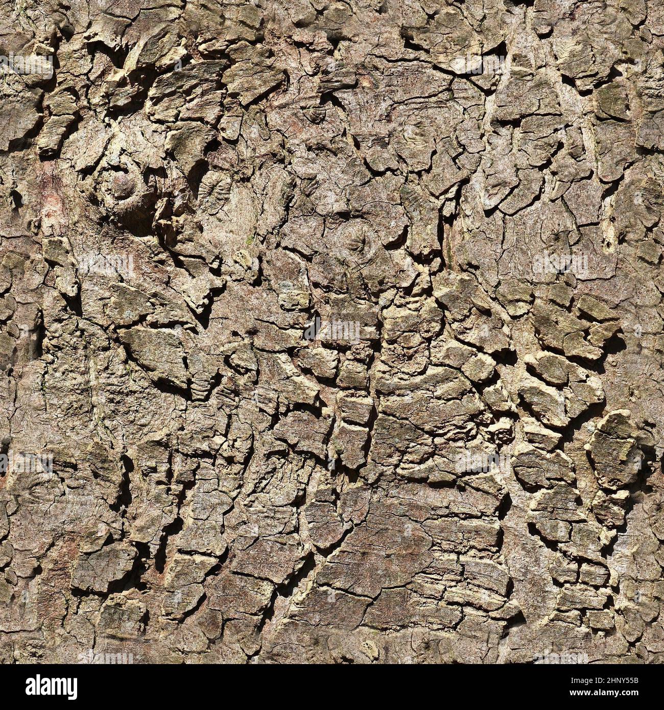 Photo realistic seamless texture pattern of tree bark in high ...