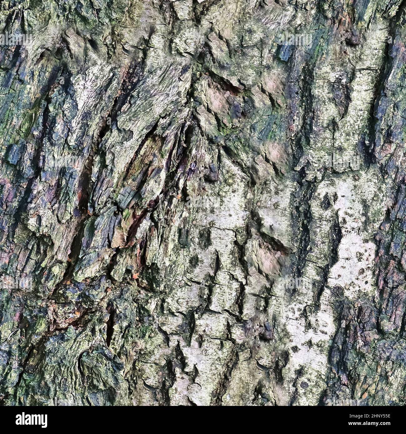 Photo realistic seamless texture pattern of tree bark in high ...