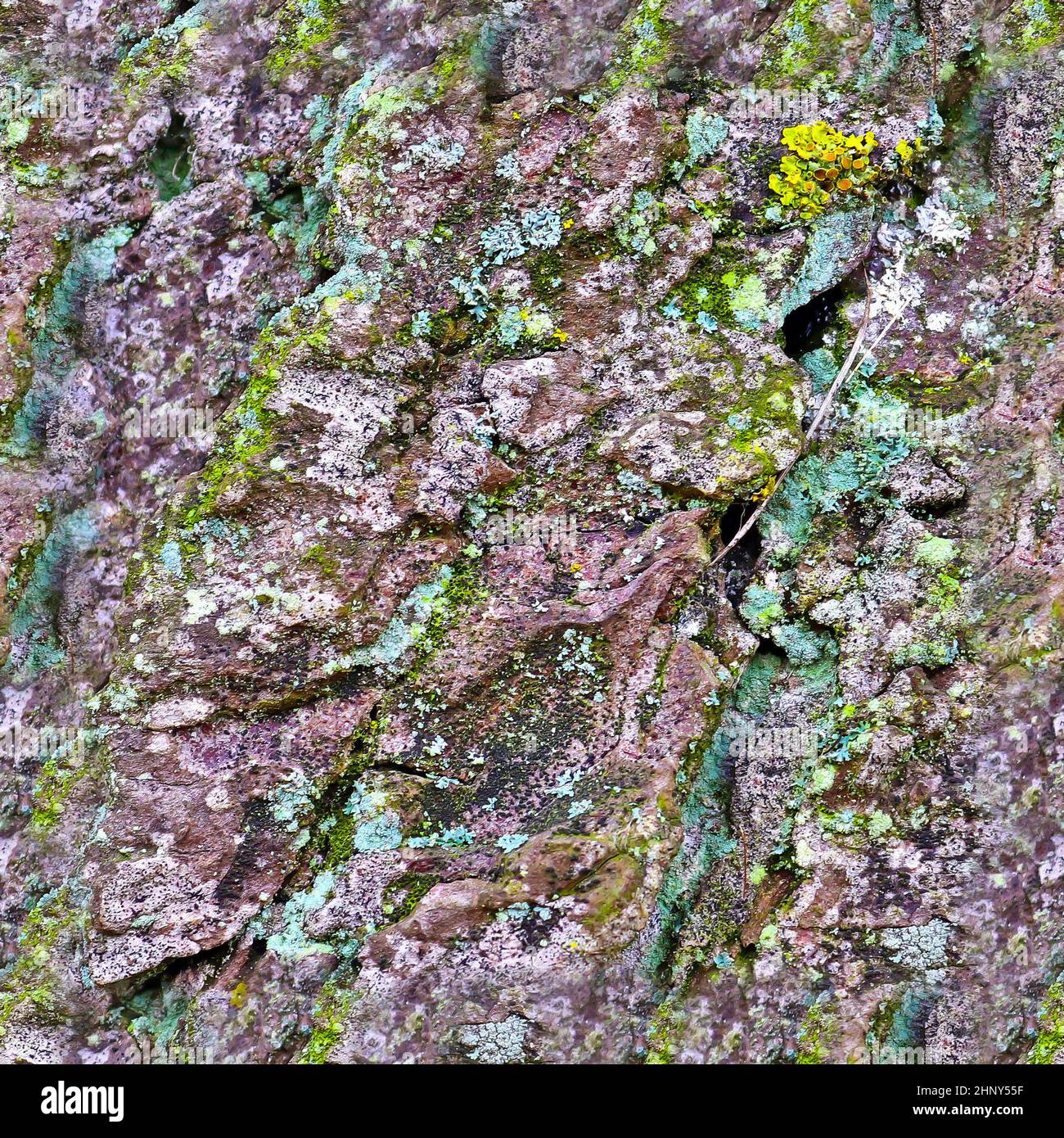 Photo realistic seamless texture pattern of tree bark in high ...