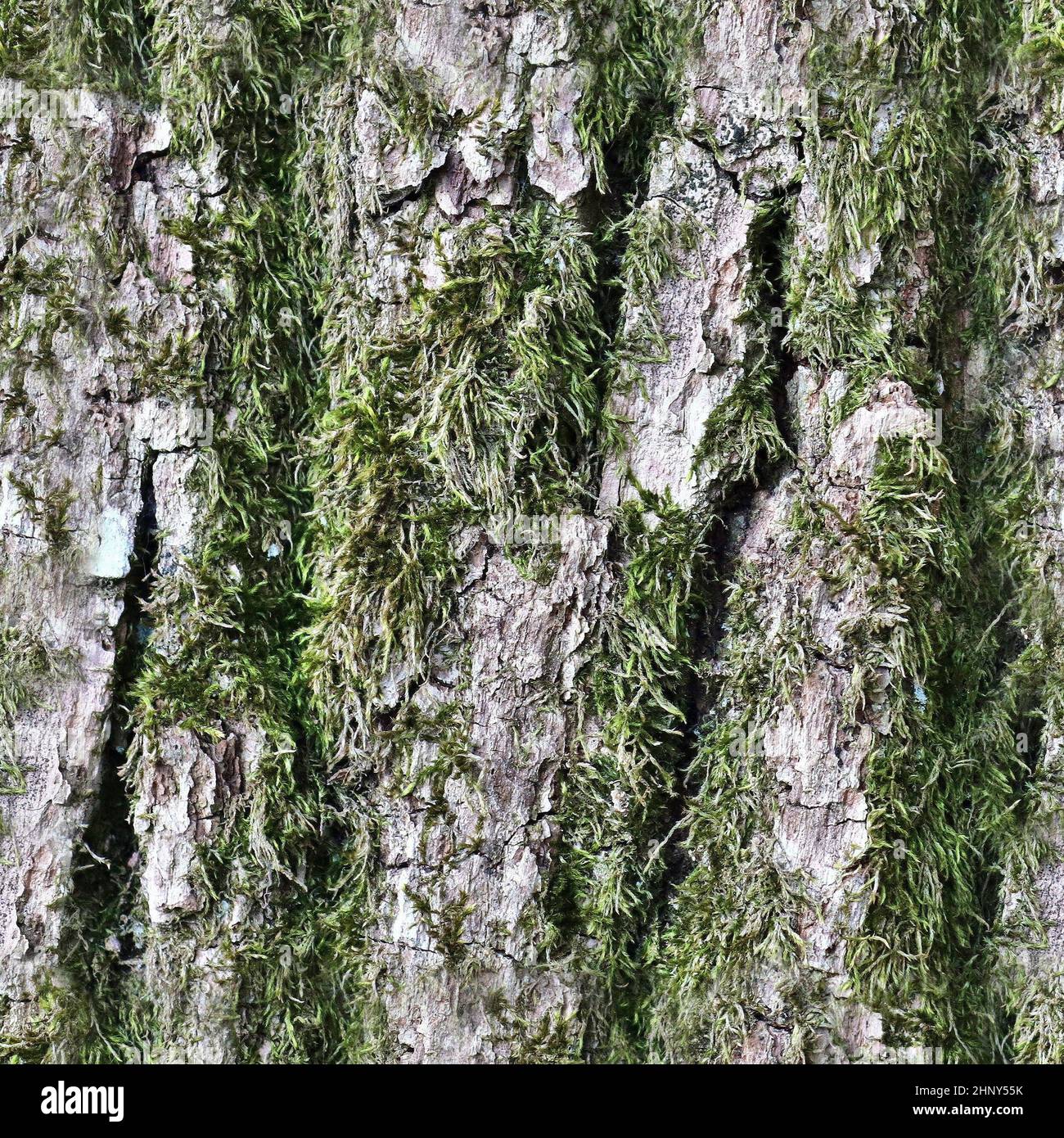Photo realistic seamless texture pattern of tree bark in high ...
