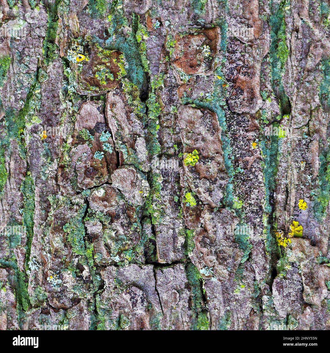 Photo realistic seamless texture pattern of tree bark in high ...