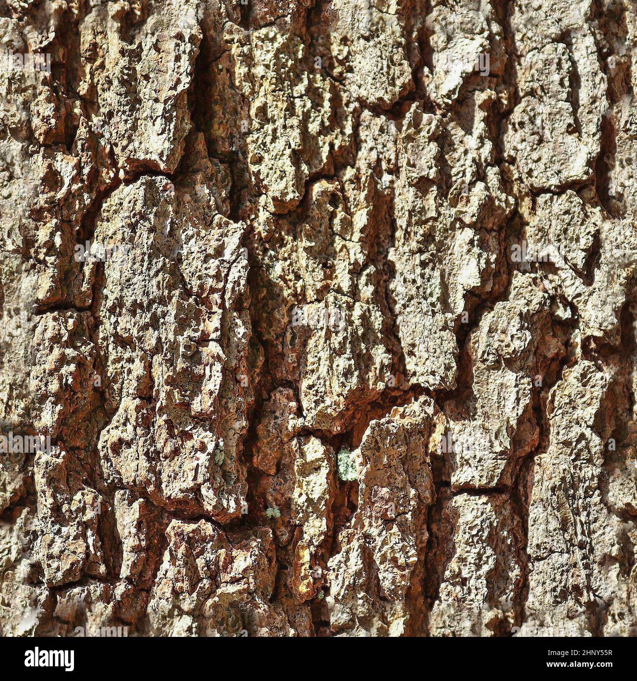 Realistic bark detail hi-res stock photography and images - Alamy