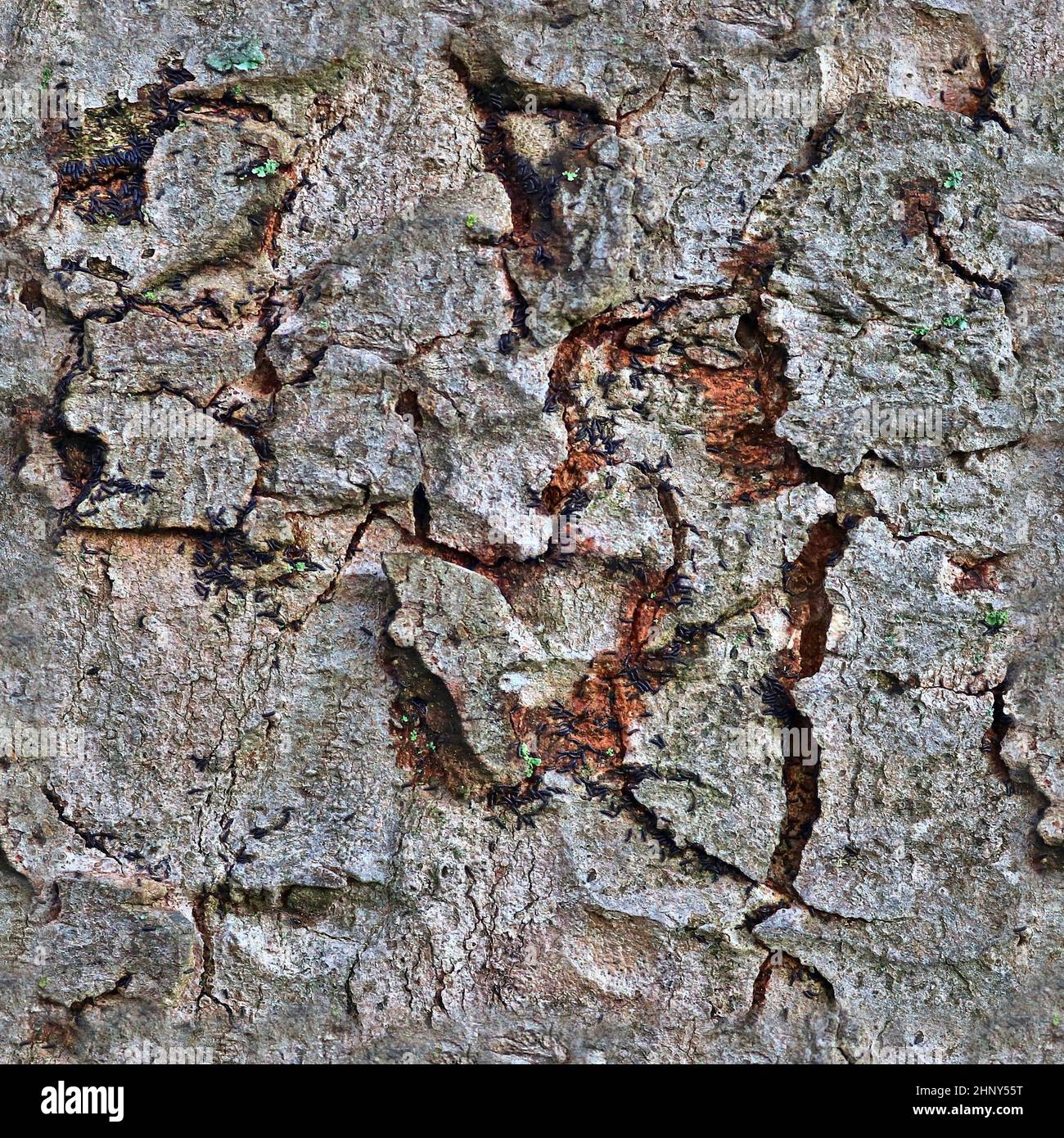 Photo realistic seamless texture pattern of tree bark in high ...
