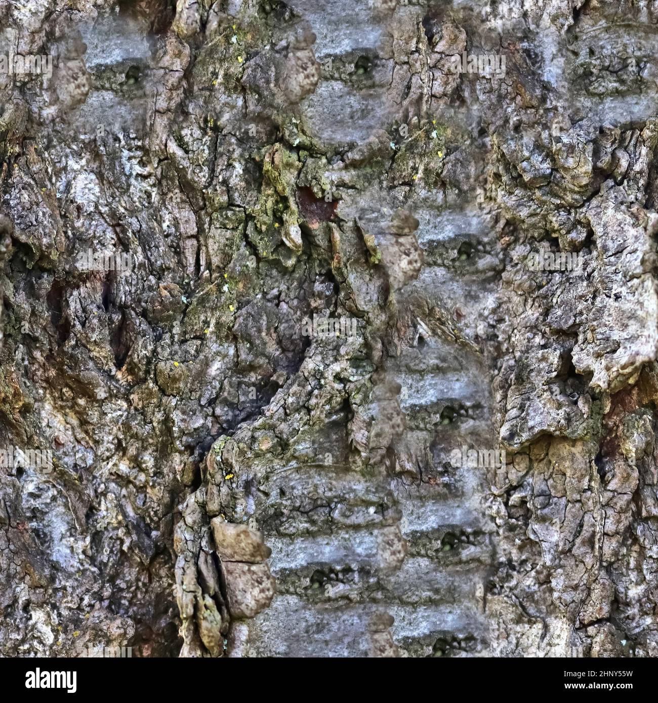 Photo realistic seamless texture pattern of tree bark in high ...