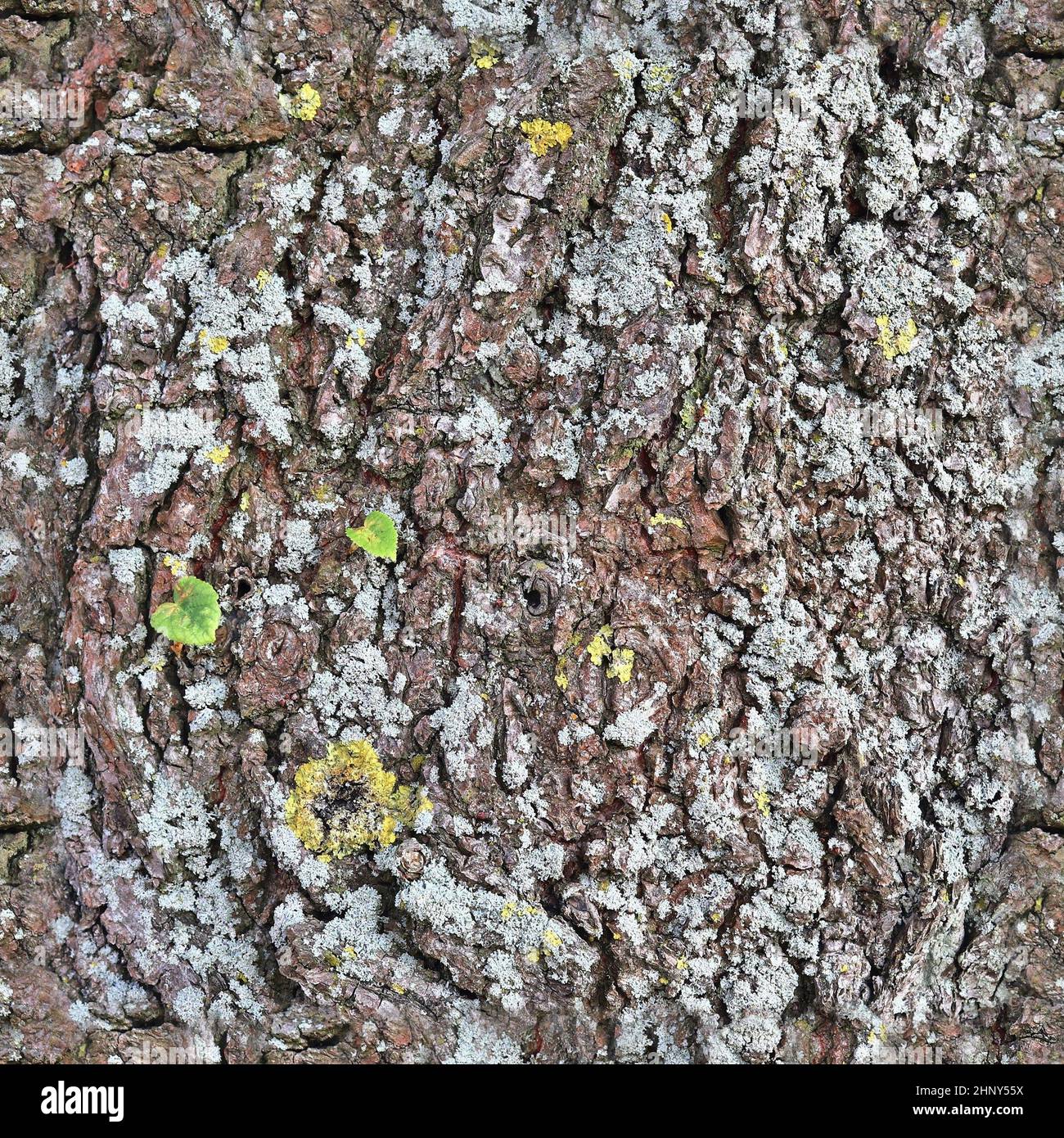 Photo realistic seamless texture pattern of tree bark in high ...