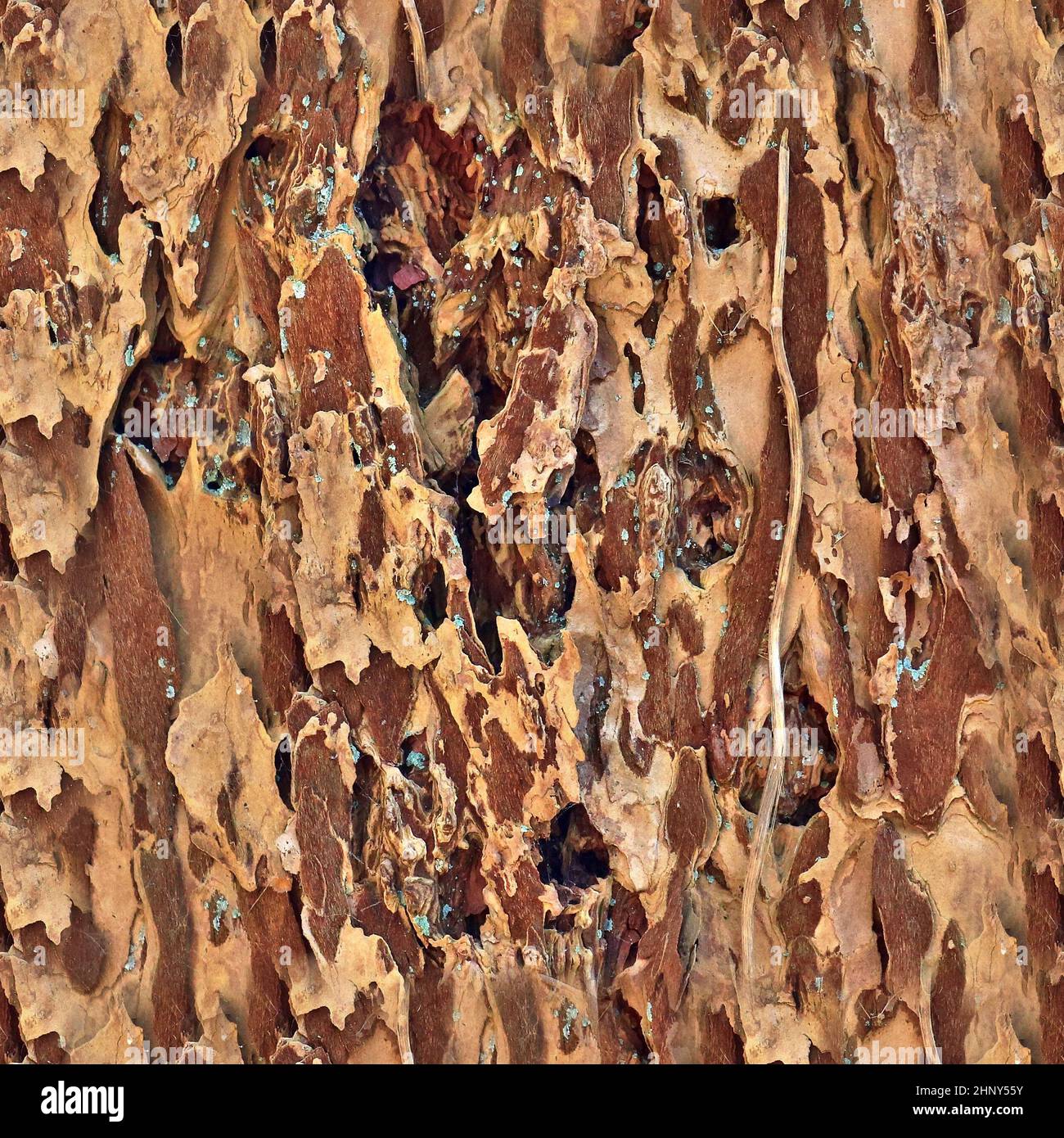 Photo realistic seamless texture pattern of tree bark in high ...