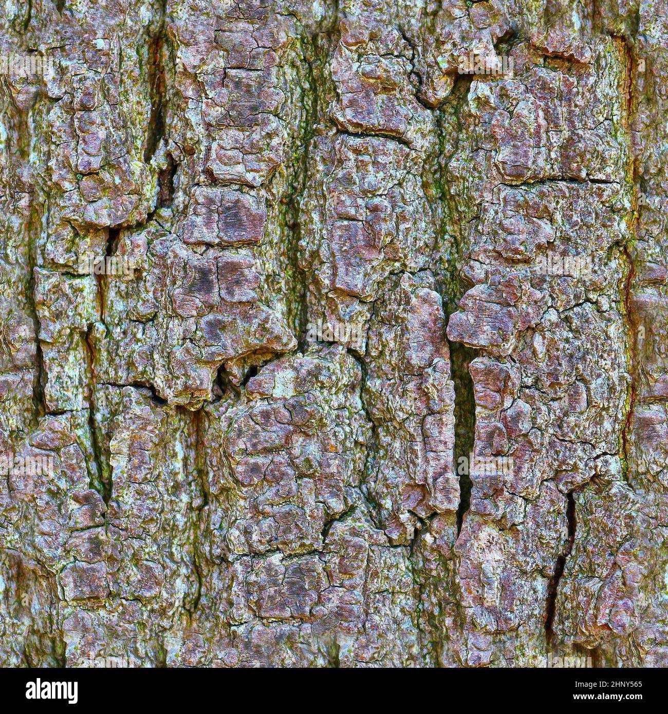Photo realistic seamless texture pattern of tree bark in high ...