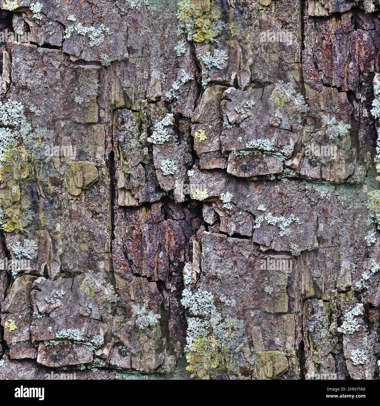 Photo realistic seamless texture pattern of tree bark in high ...