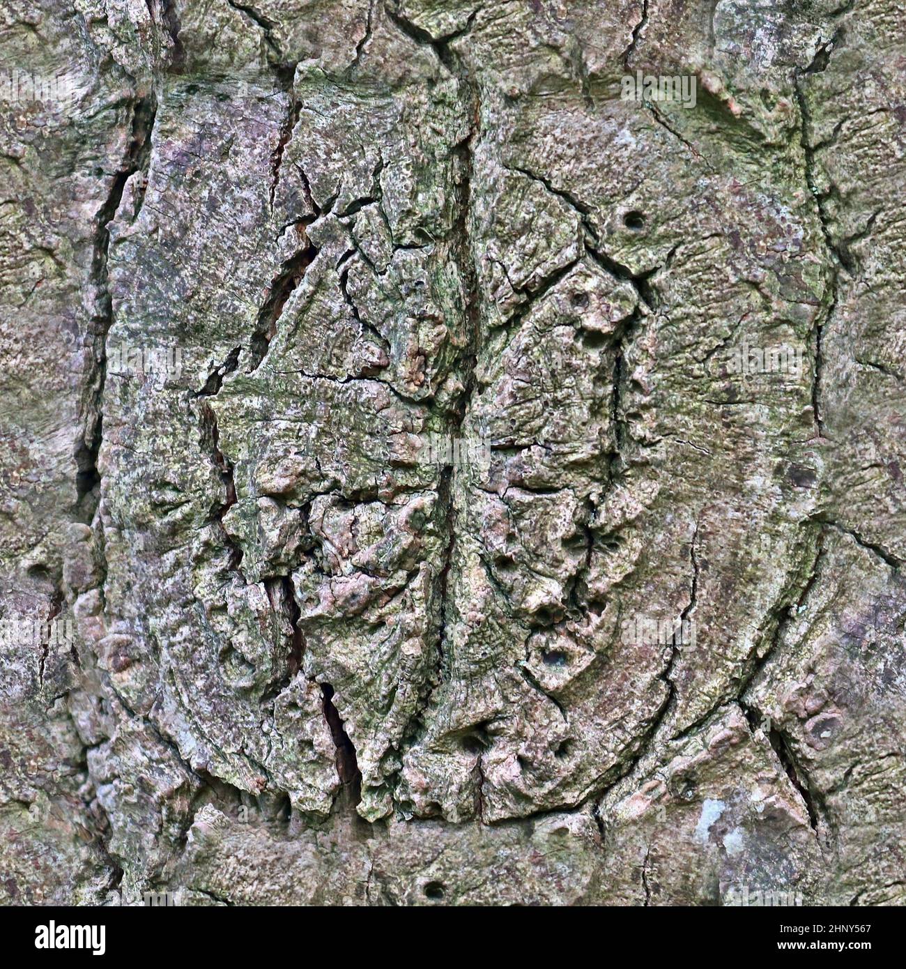 Photo realistic seamless texture pattern of tree bark in high ...