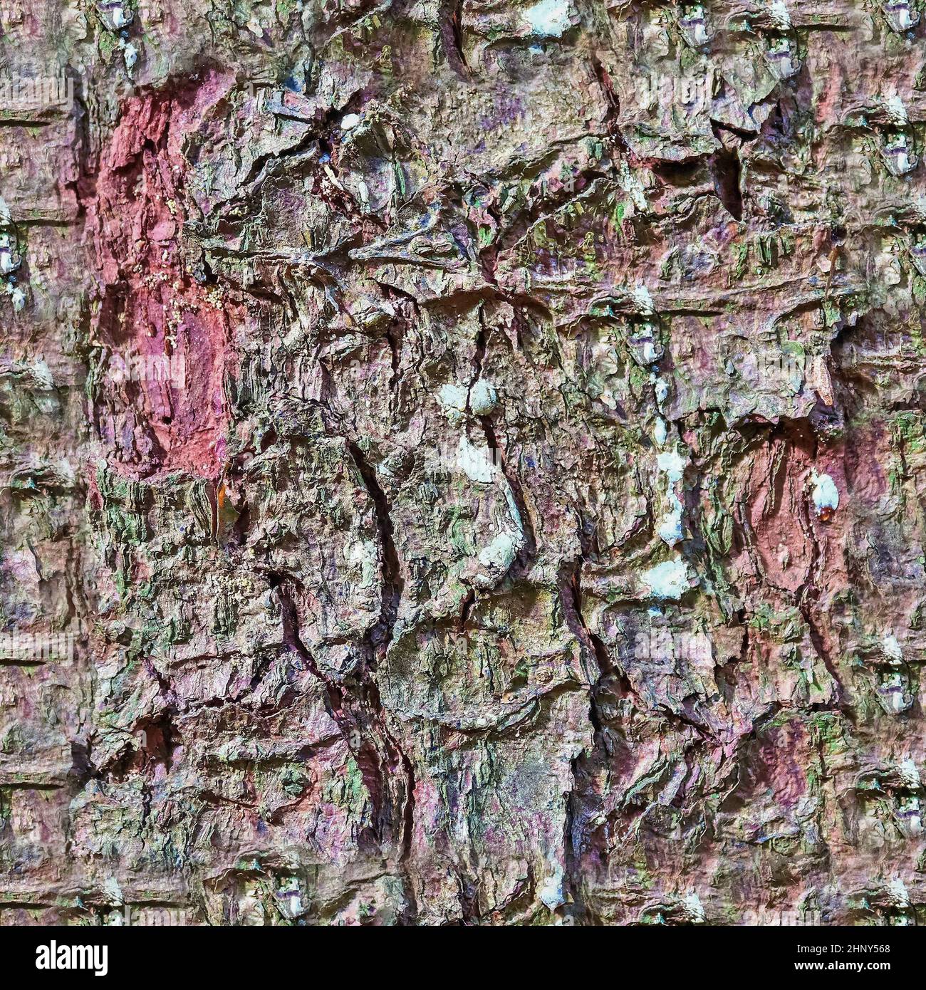 Photo realistic seamless texture pattern of tree bark in high ...