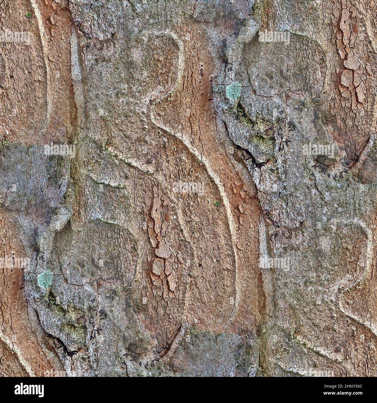 Photo realistic seamless texture pattern of tree bark in high ...