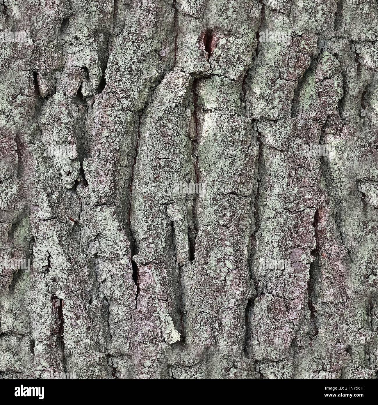 Photo realistic seamless texture pattern of tree bark in high ...