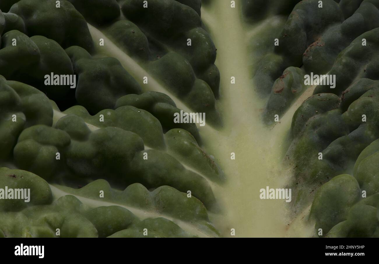 Light and shadow on cabbage leaf hi-res stock photography and images ...