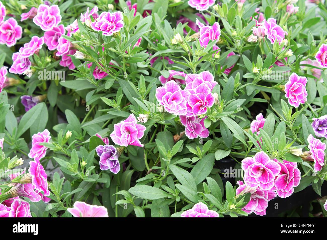 Double petunias hi-res stock photography and images - Alamy