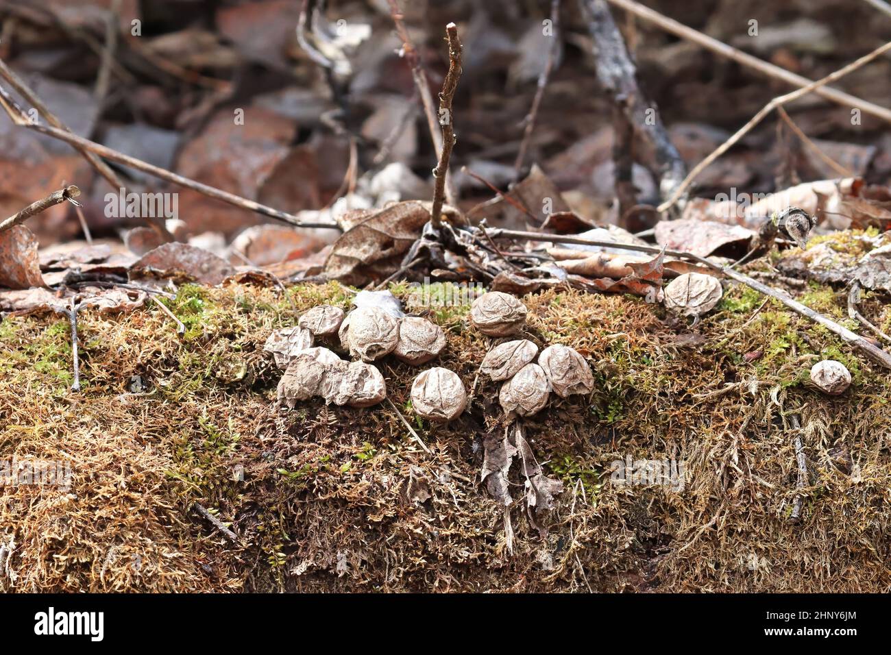 Fungal spores puffball hi-res stock photography and images - Alamy
