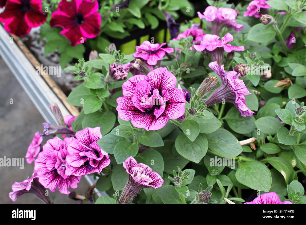 Double petunias hi-res stock photography and images - Alamy