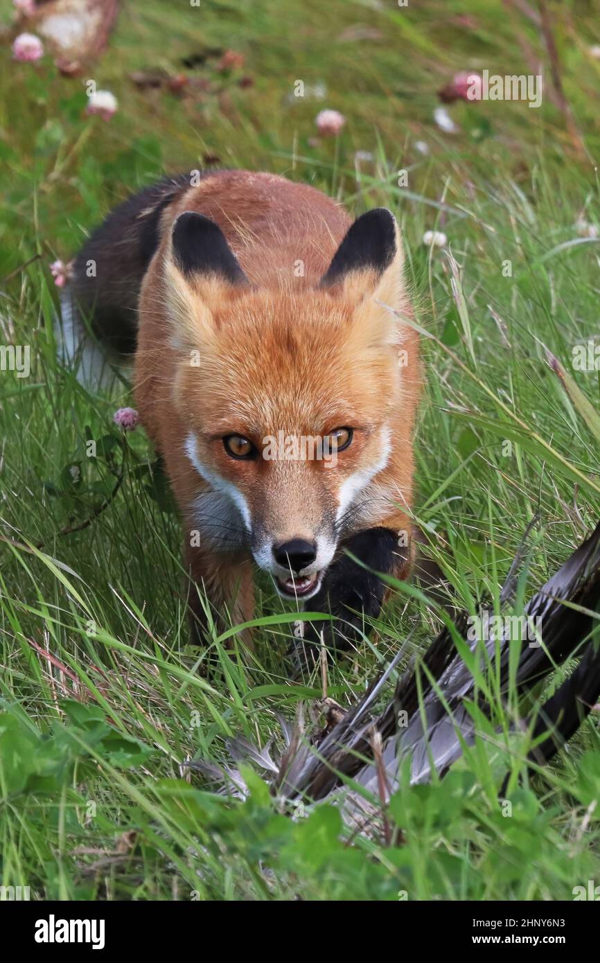 Closeup of a red fox hunting in grass Stock Photo - Alamy