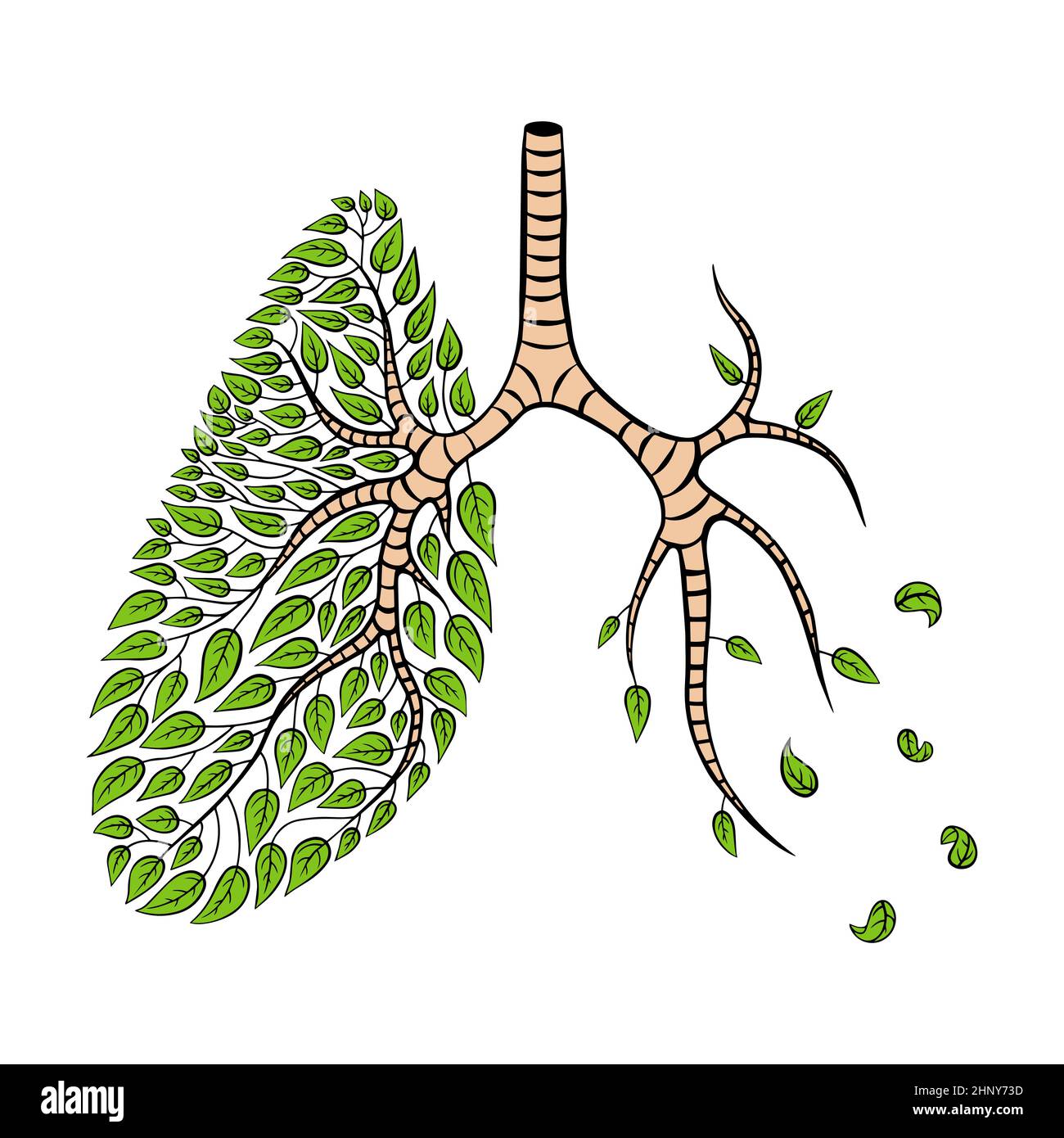 Lung disease concept. Hand drawn internal organ with green leaves on ...