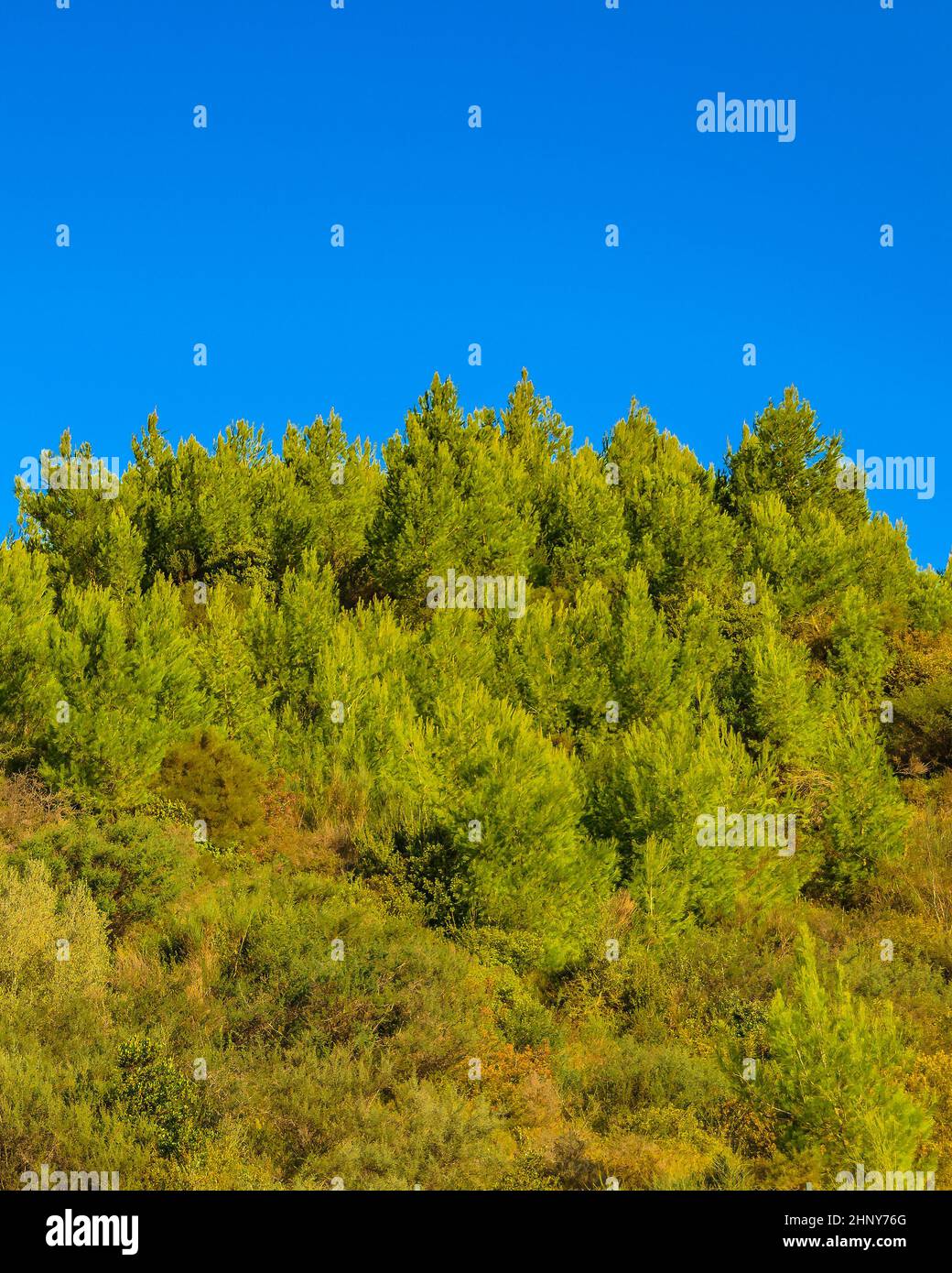 Day forest landscape scene at ruins of ancient olympia city, greece ...