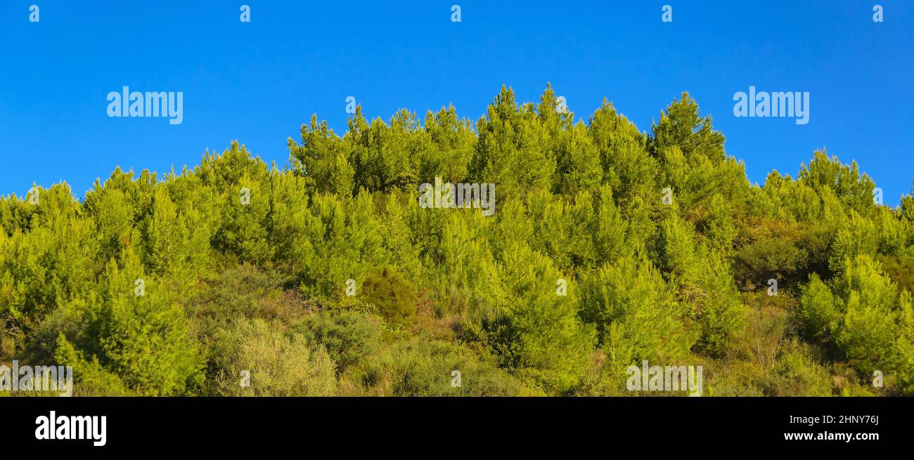 Day forest landscape scene at ruins of ancient olympia city, greece ...