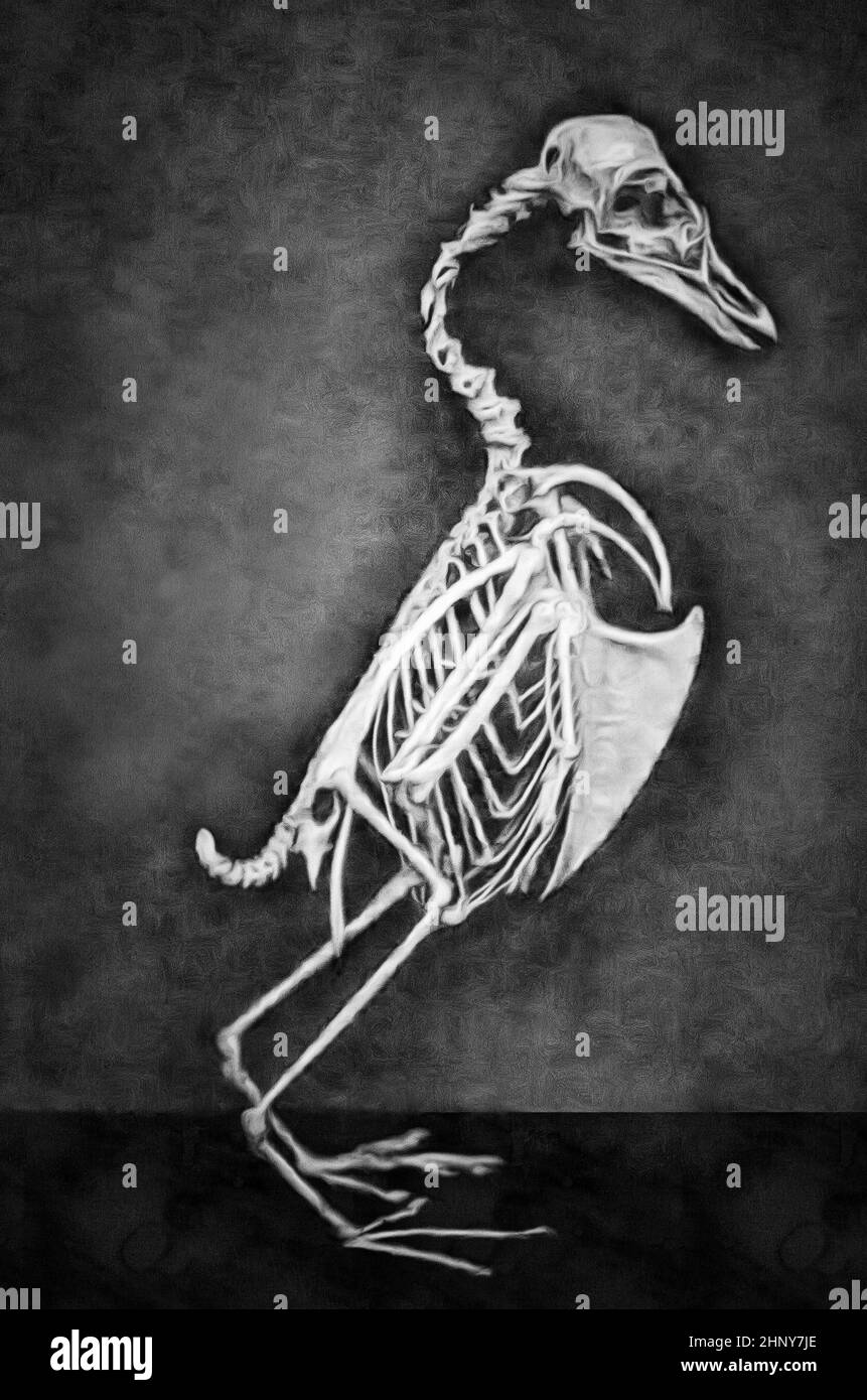 Least auklet image hi-res stock photography and images - Alamy