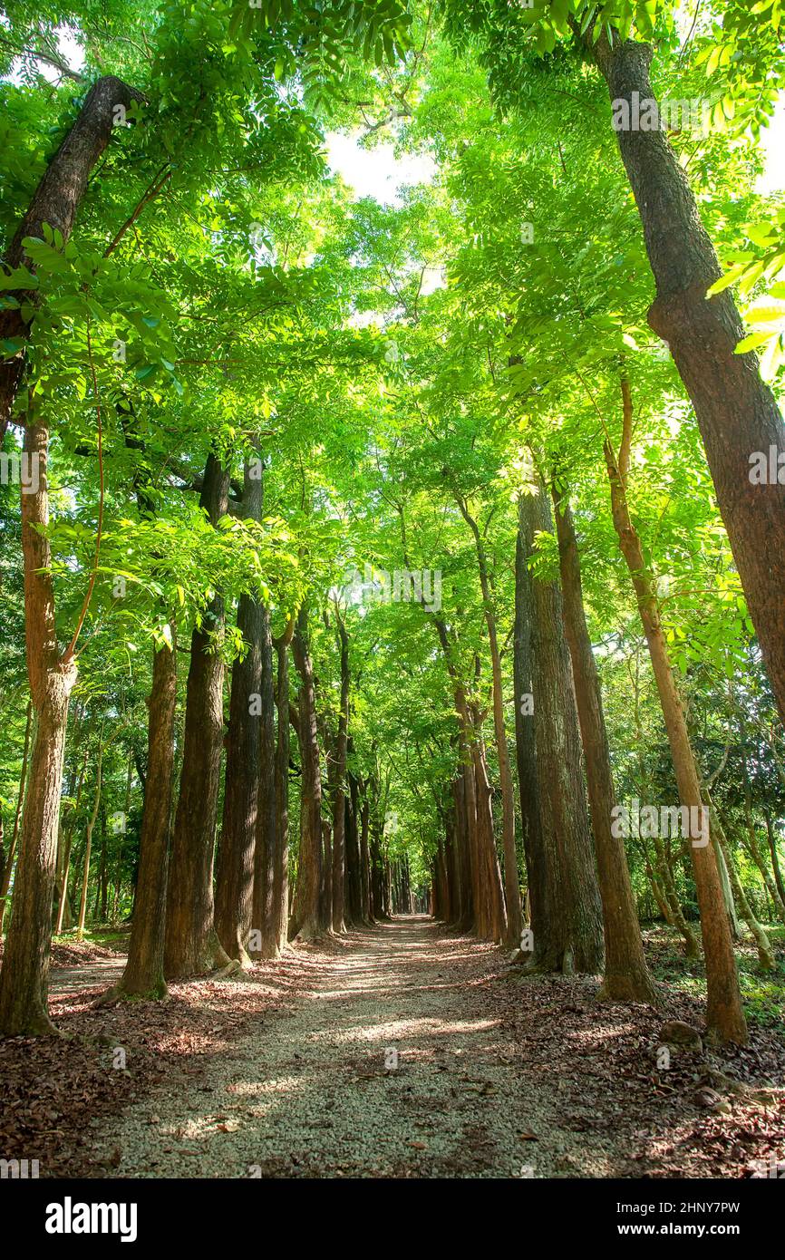 The Beautiful tree lined road in the Tunnel of Trees Stock Photo - Alamy