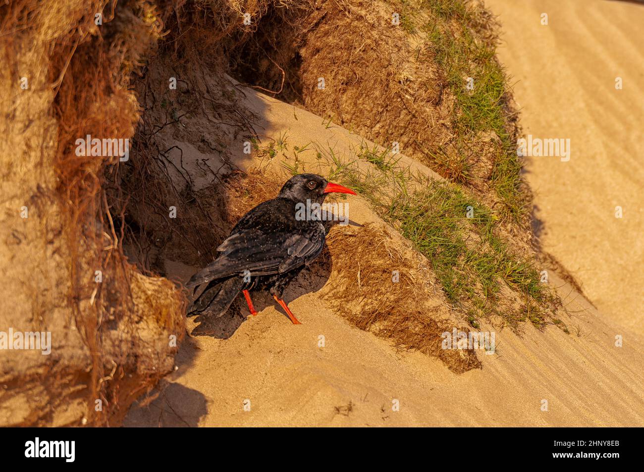 Cornish crow hi-res stock photography and images - Alamy