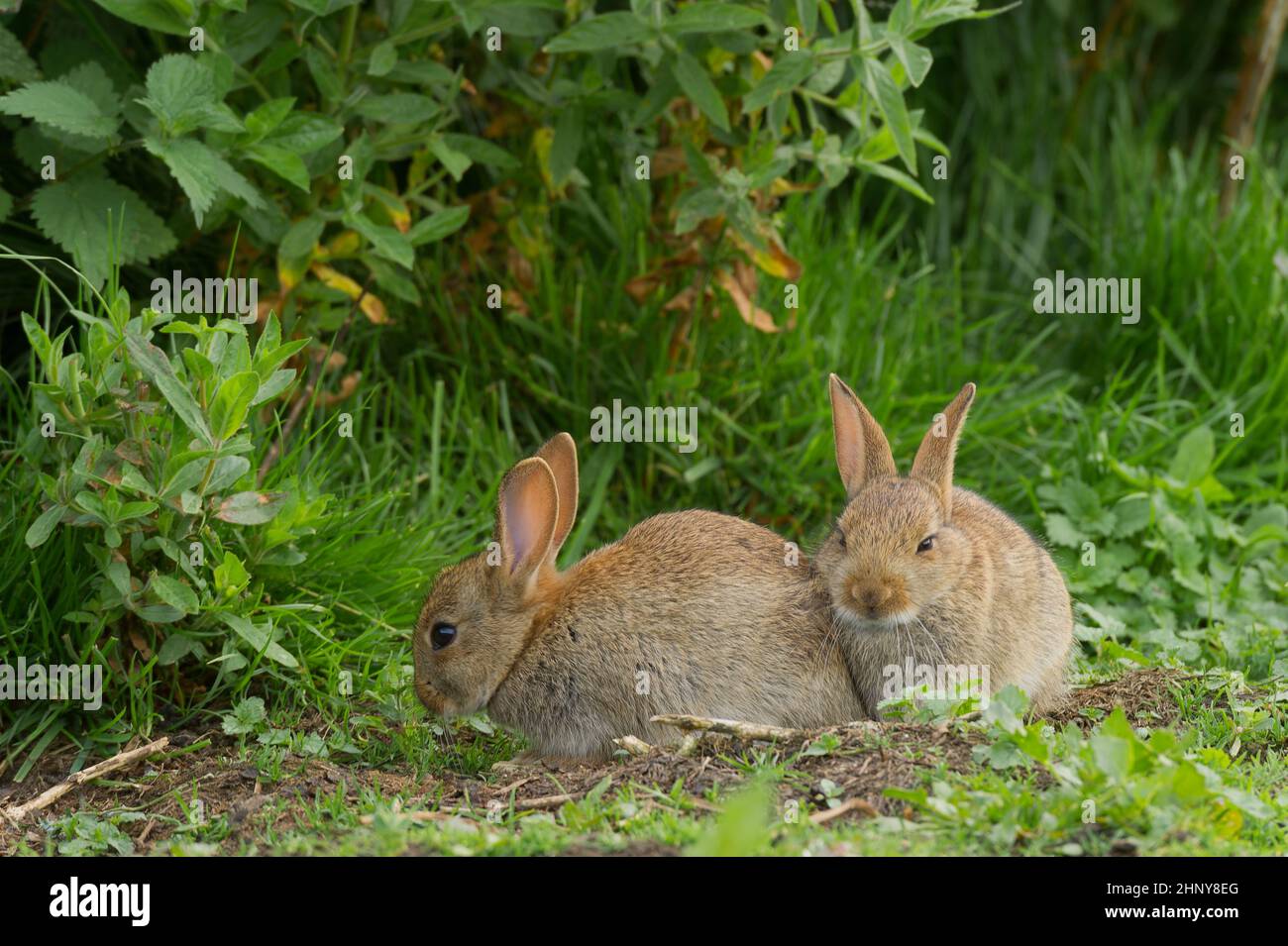 A pair of Juvenile Rabbits Oryctolagus cuniculus sticking together in ...