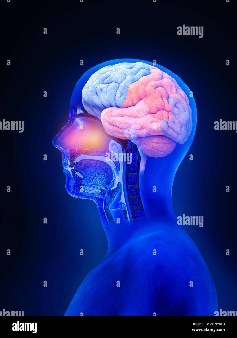 Brain and spinal cord anatomy - cross section, brain lobes, 3d render ...