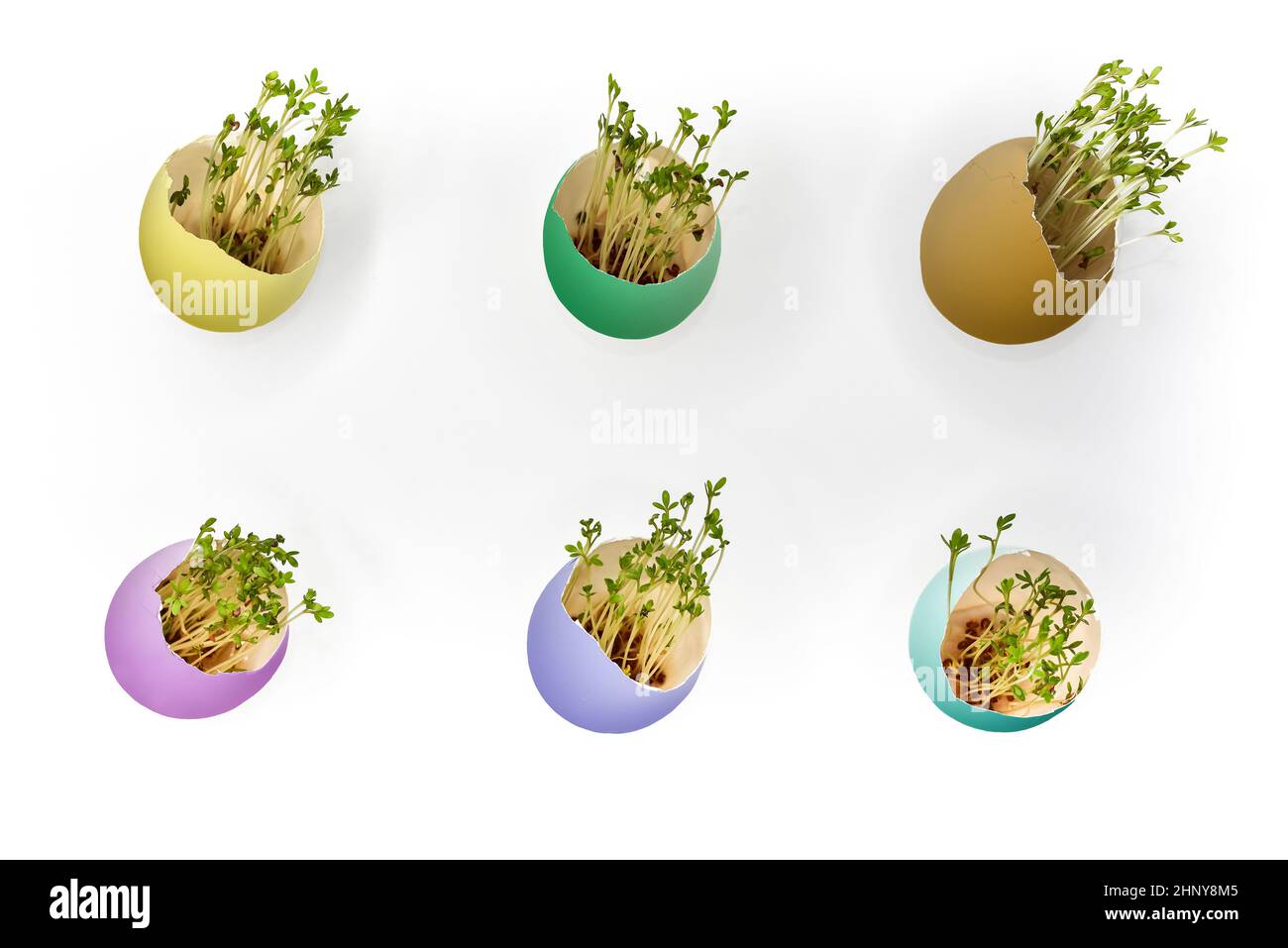 Multi-colored painted Easter eggs with sprouted green sprouts on a ...