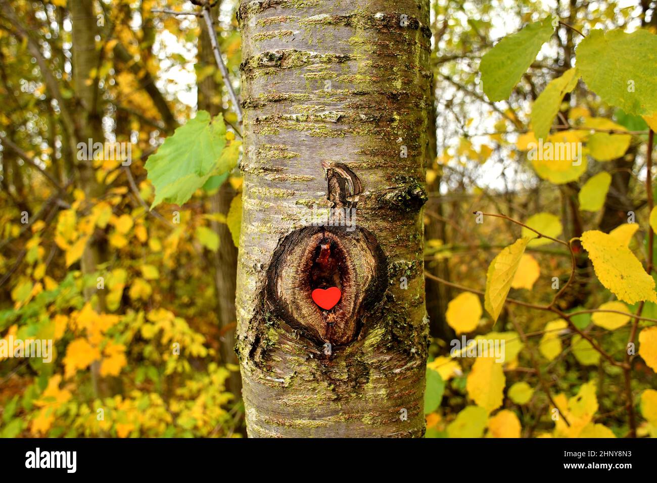 Heart in a knothole of a tree with autumnal colored leaves Stock Photo ...